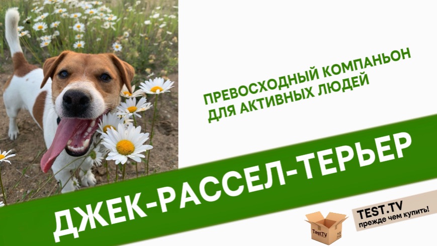 TEST.TV: Джек-рассел-терьер  собака из фильма "Маска".