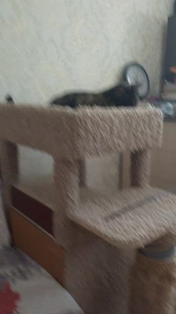 Наша красавица