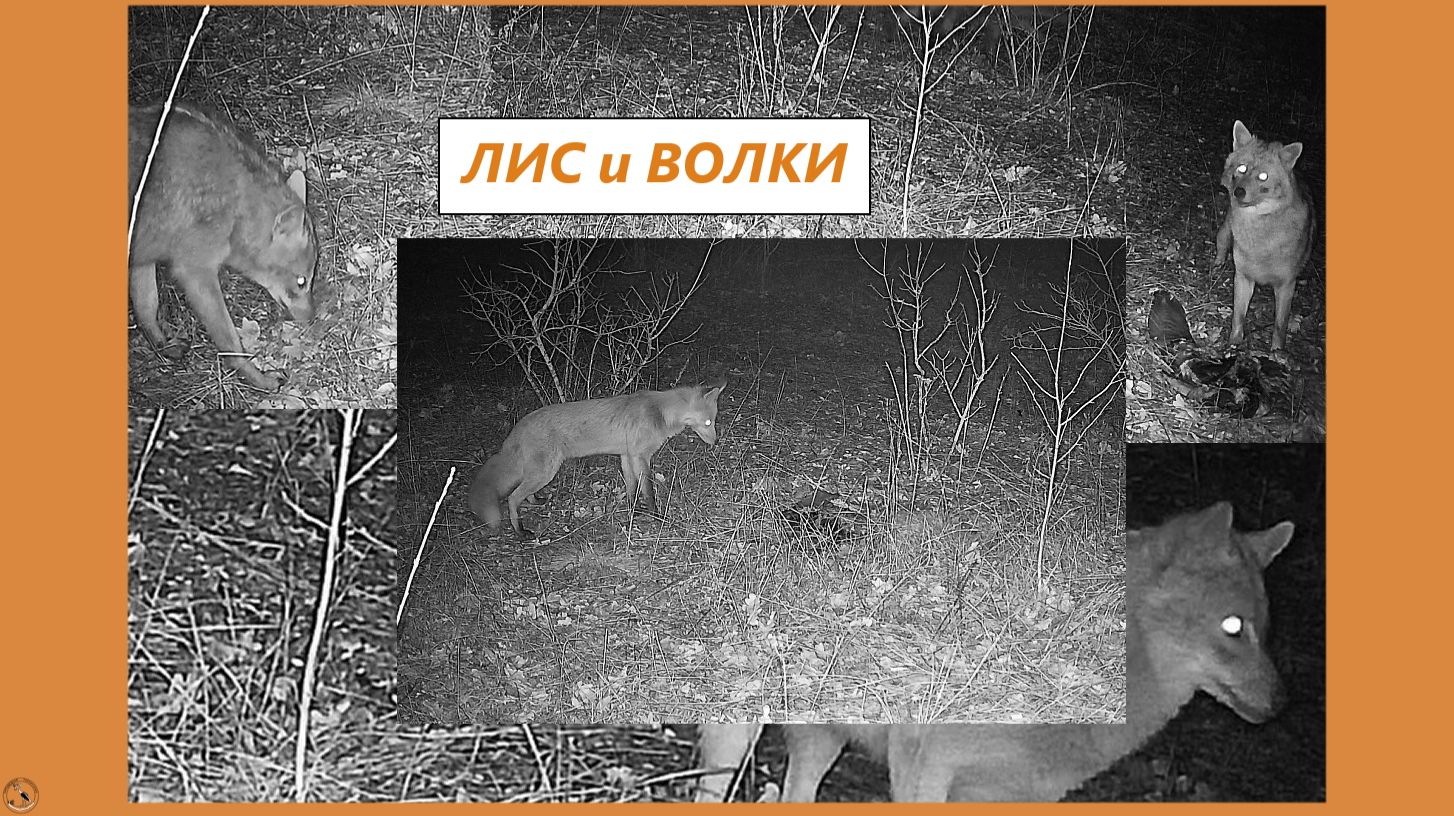 Лис наконец преодолел свой страх. А потом пришли волки. Март 2026