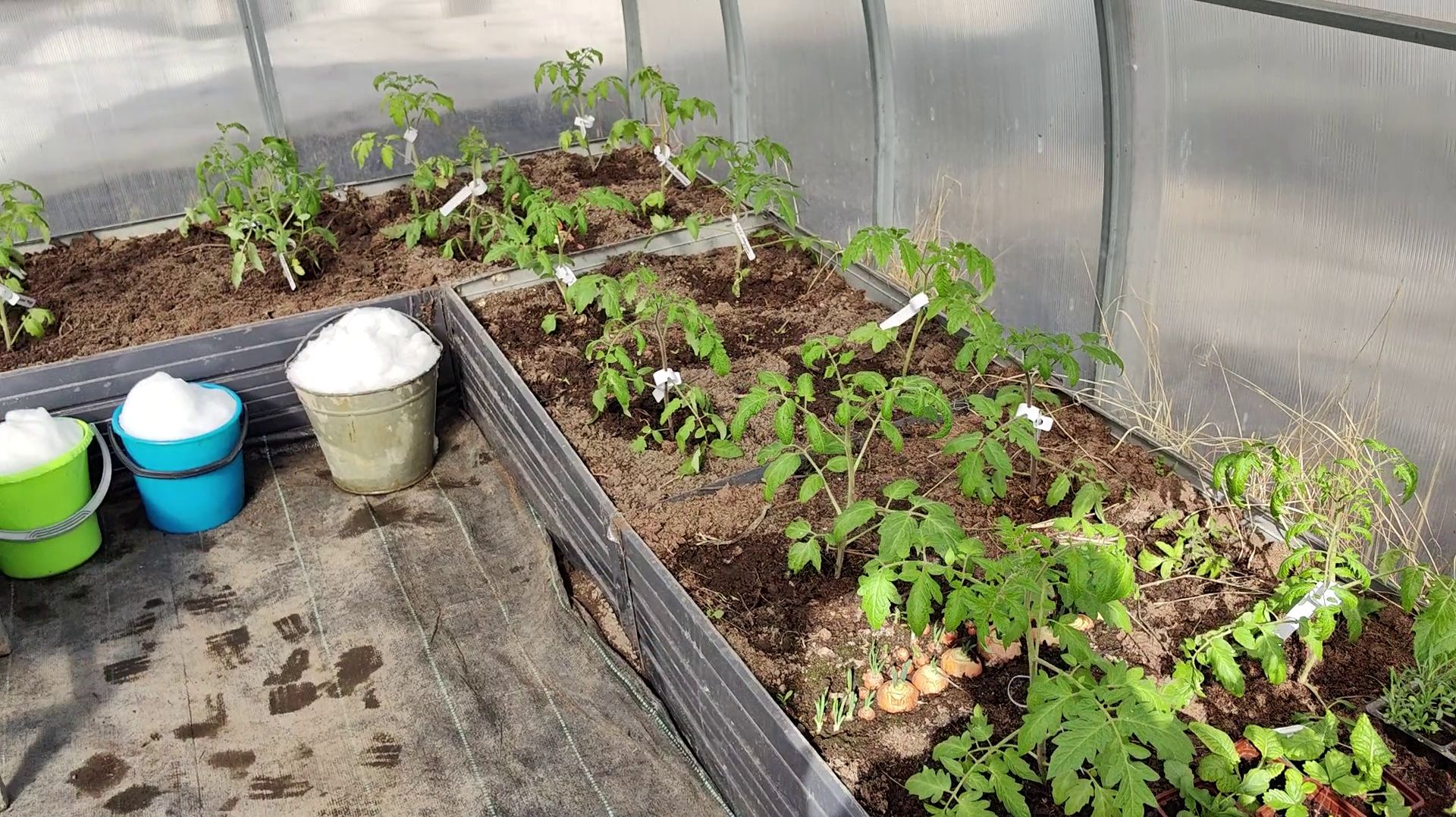 Дачный Влог Март 26 Томаты в Теплице