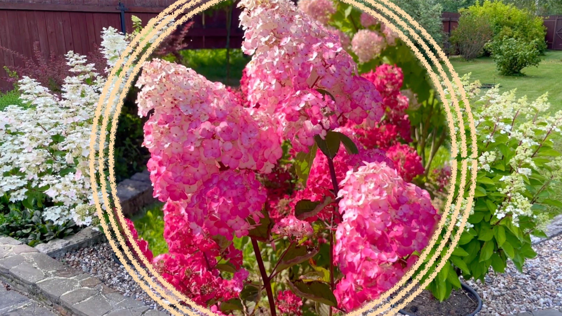 Цветение метельчатых гортензий. От белых мотыльков до рубиновых шапок.