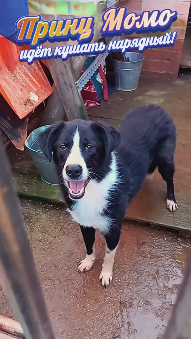 "Кушать пошёл нарядным!" ❥ Приют в Малинках #приютдляживотных #собаки