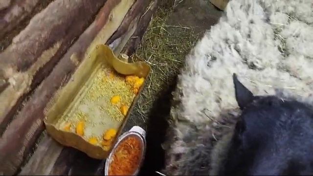 Весна 2025г. Понемногу животных становится больше.