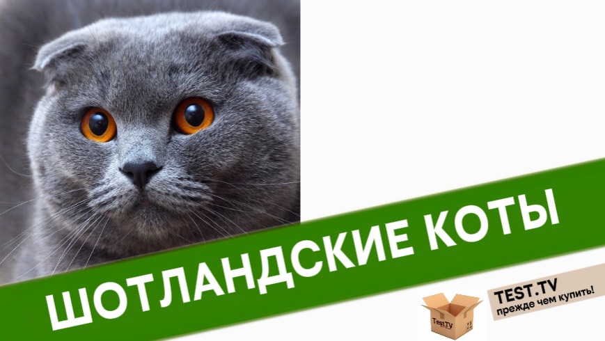 TEST.TV животные. Шотландские коты.