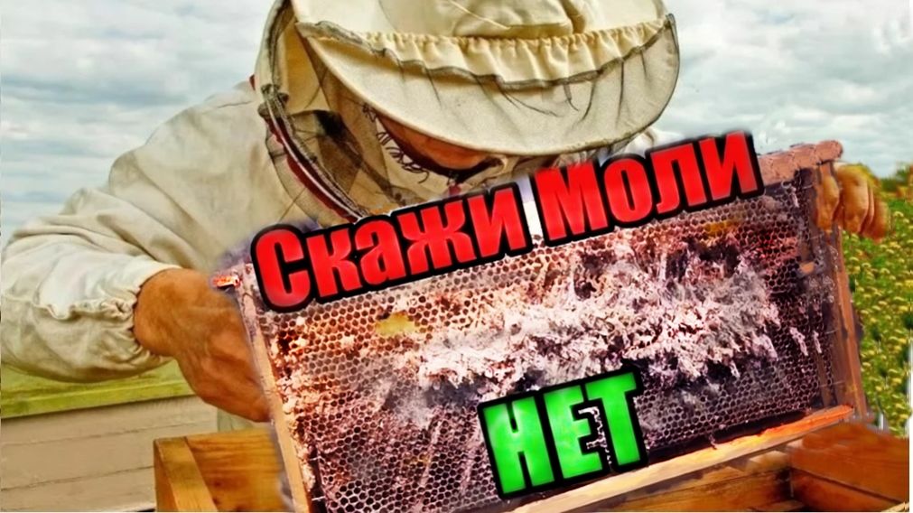 Моль в улье борьба ...🐝🐝