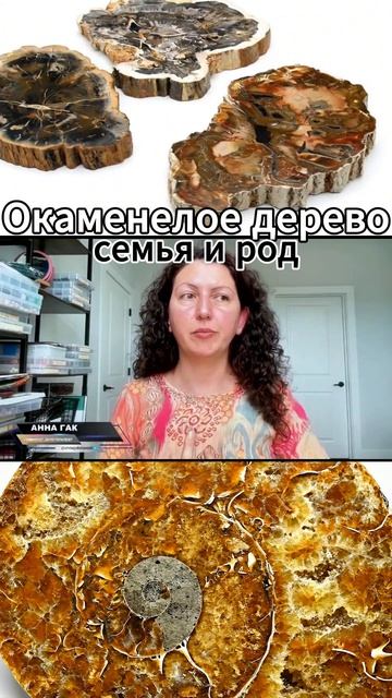 Свойства окаменелого дерева