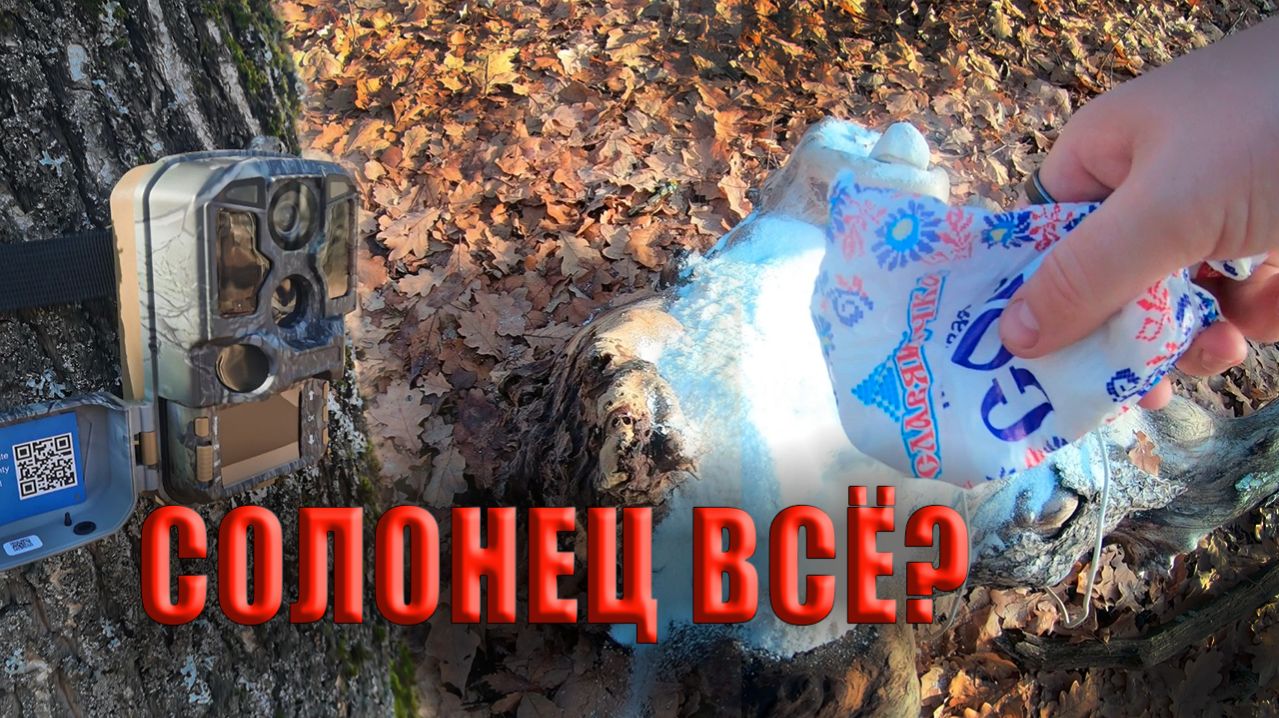 ФОТОЛОВУШКА в лесу, ПРОВЕРКА, лесные ЖИВОТНЫЕ ушли. Что с СОЛОНЦОМ?