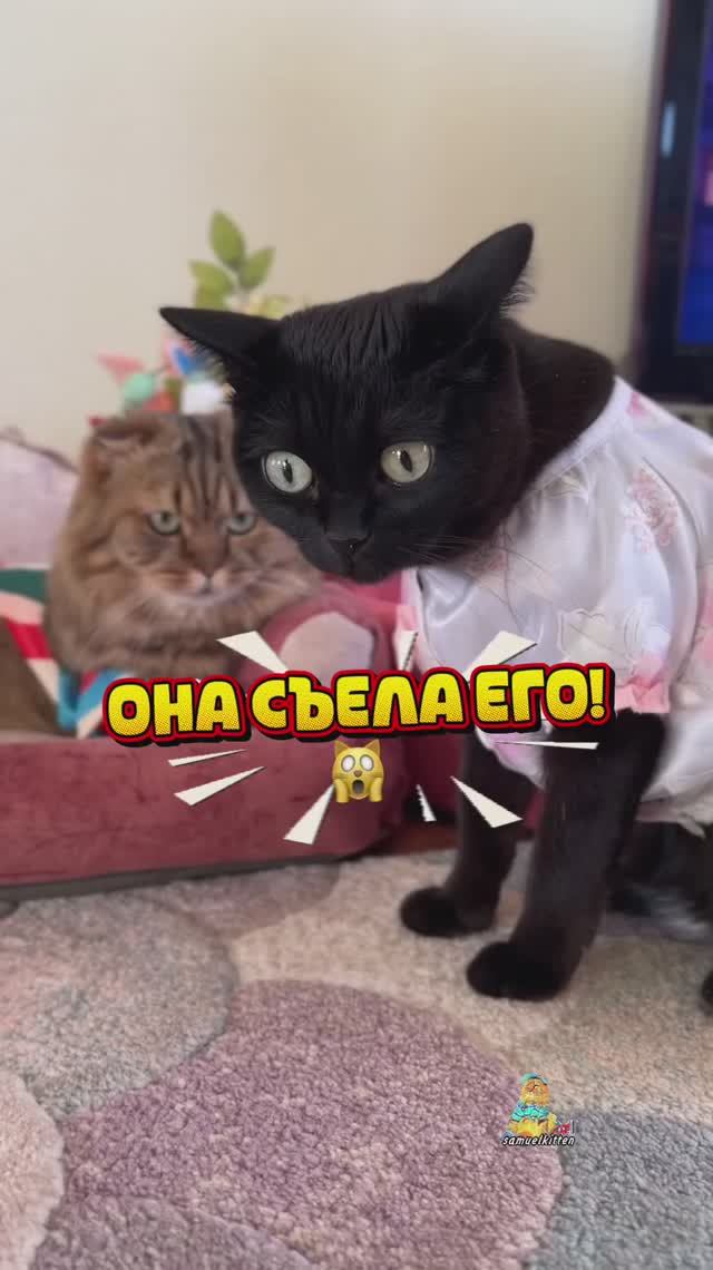 А ваши питомцы тоже воруют еду друг у друга?😹 #котики #юмор #деньсмеха #1апреля #смешныекоты