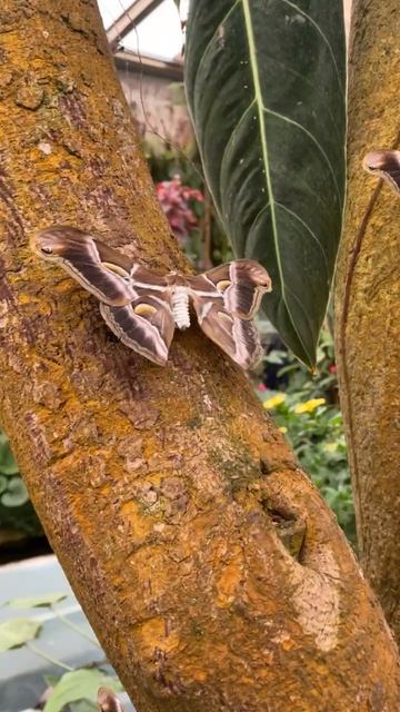 Тенерифе: Айлантовый шелкопряд