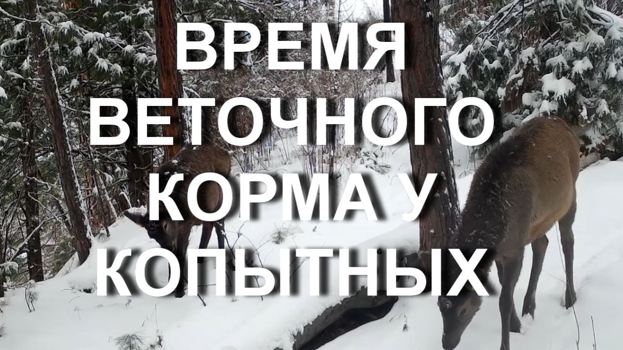 Время веточного корм