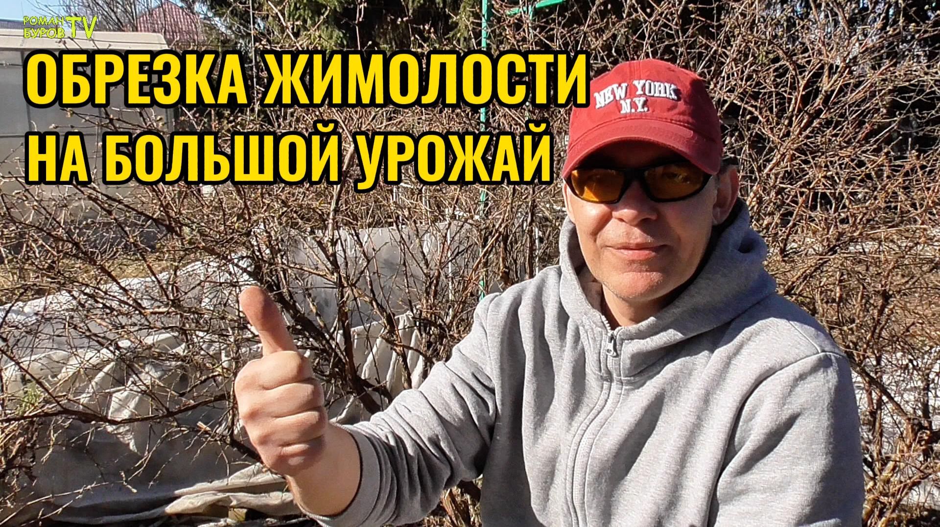 Весенняя обрезка ЖИМОЛОСТИ на большой урожай летом