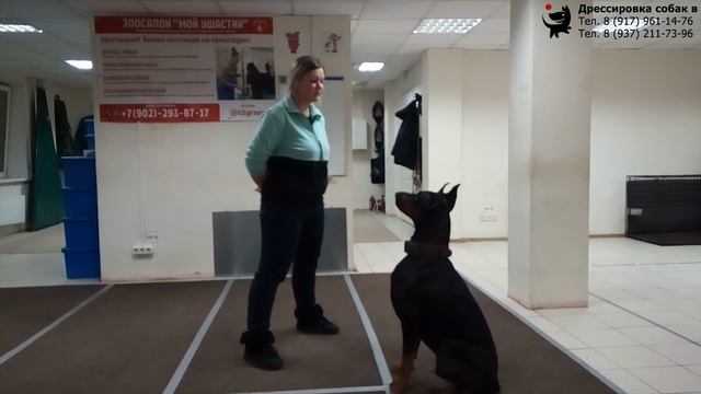 Доберман Бруно. Занятие по дрессировке. Тольятти, 28 февраля 2026.