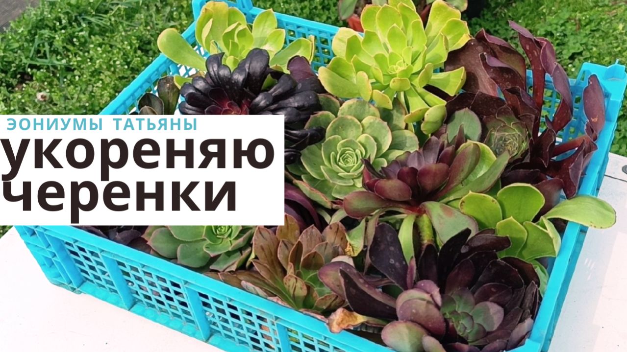 236. Укореняю черенки эониумов