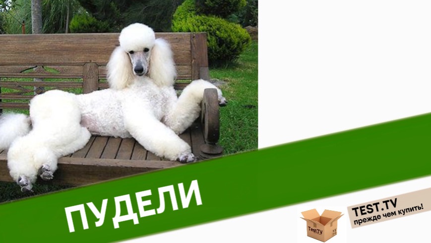 TEST.TV: Пудели самые популярные в СССР.