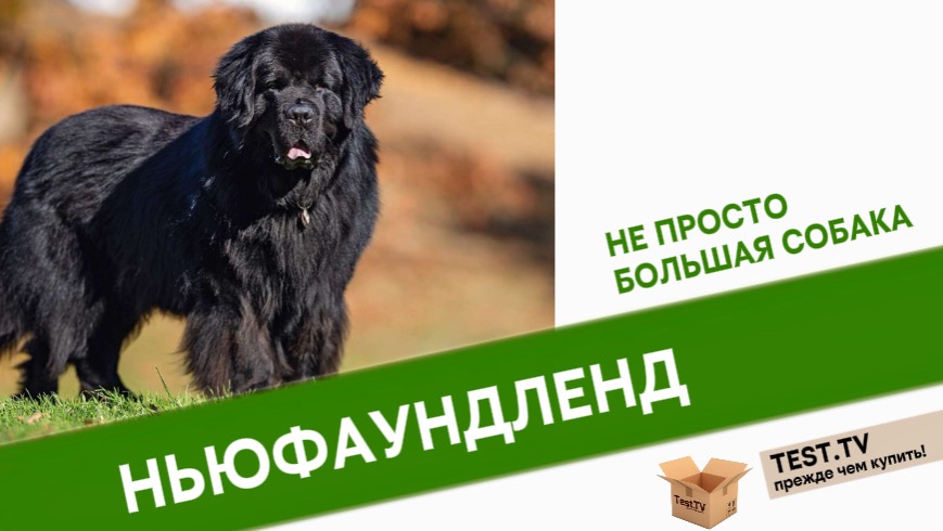 TEST.TV: Все для животных. Ньюфаундленд - собака спасатель.