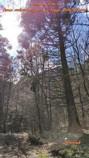 1 апреля 2026 г. Роща секвойядендронов у пруда Бабу-Корыто #ялта2026 #бабукорыто #секвойядендроны