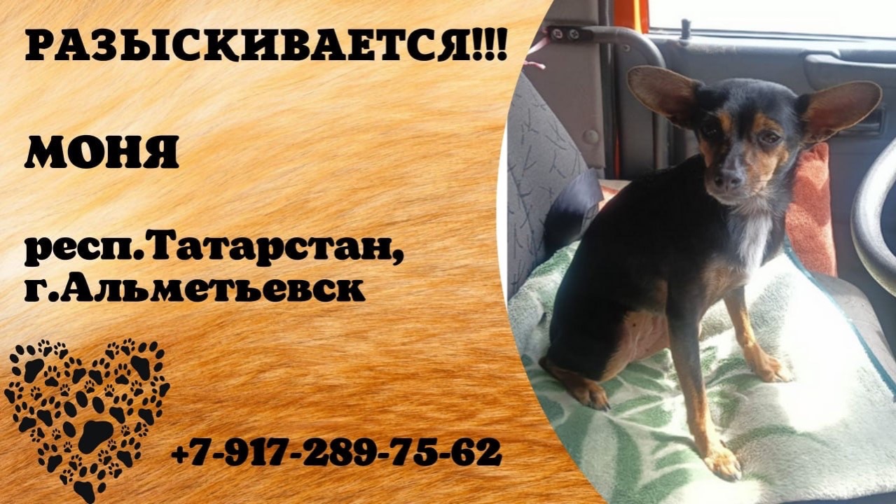 Пропала собака! МОНЯ. респ.Татарстан, г.Альметьевск.