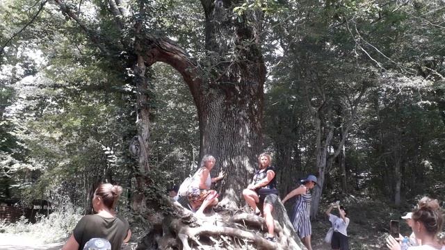 Кавказский дуб и рядом обнявший его ясень, Дерево желаний. База отдыха Кавказ в горах Тенгинки.