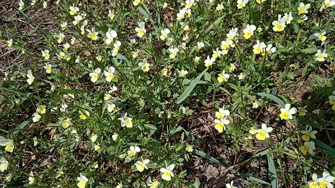 Фиалка полевая