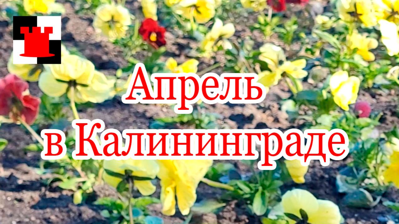 Апрель пришел в Калининград