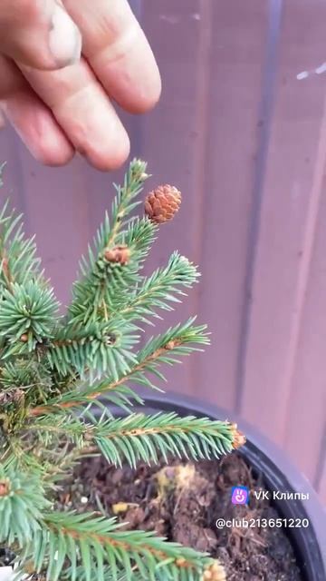 Ель Пуш красные кончики