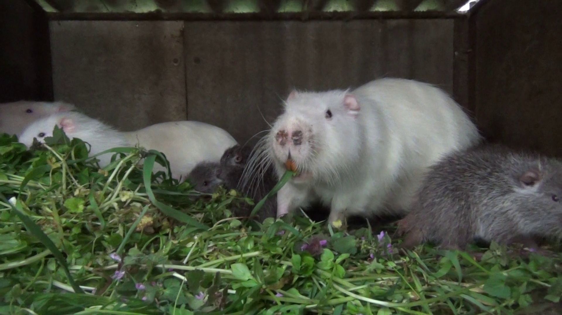 НУТРИЯ когда и как и зачем создаем семью