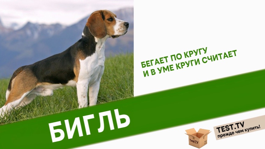 TEST.TV: Бигль собака которая бегает по кругу. Beagle dog with english subtitles.