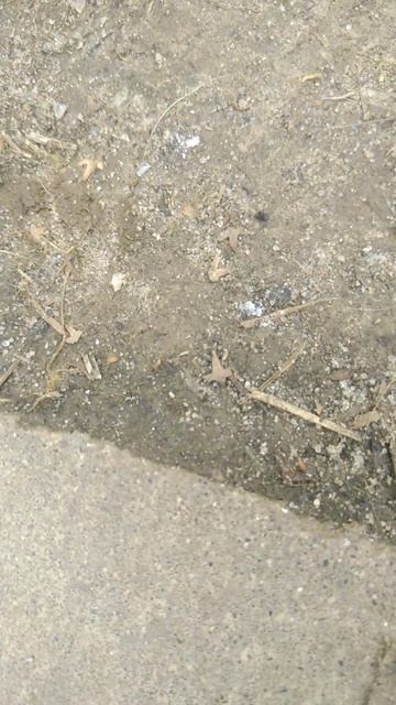 Жизнь муравьёв в дикой природе!
