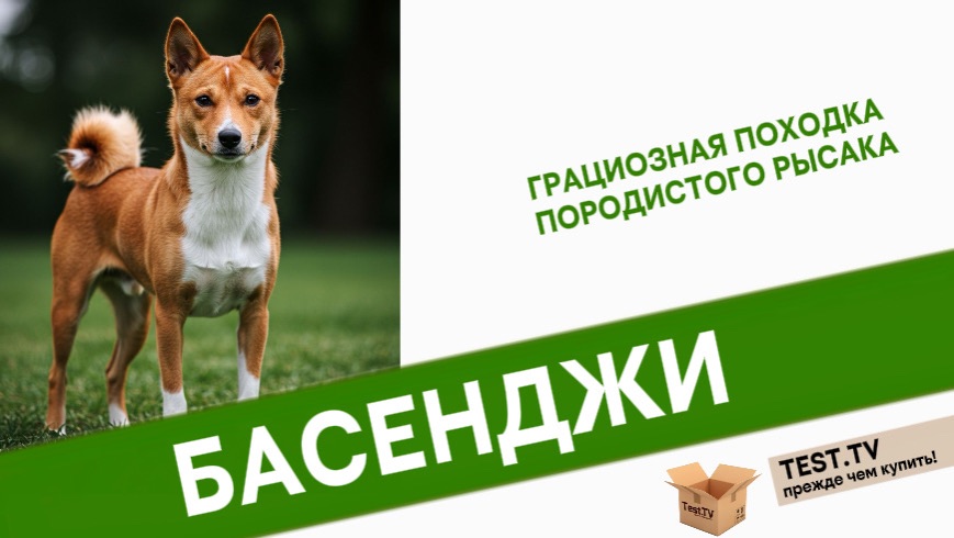 TEST.TV: Басенджи собака которая не лает.