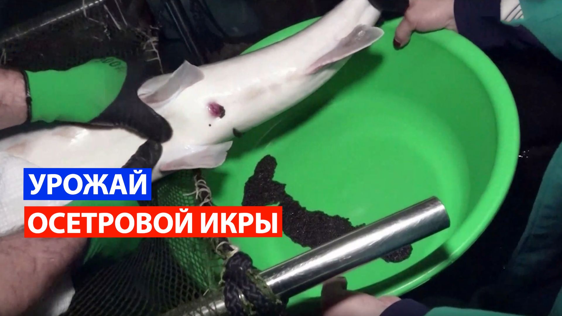 В Тюменской области собирают урожай осетровой икры