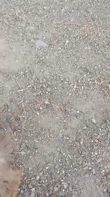 Русская цветная болонка Граалис Романов 22 февраля