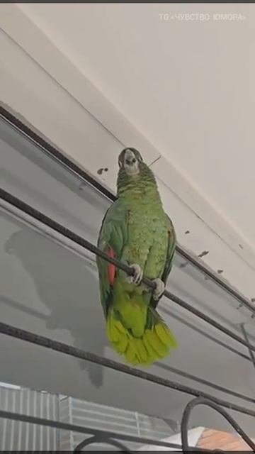 Когда съездил к бабушке в деревню