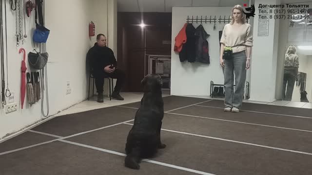 Лабрадор Бруни. Занятие по дрессировке: команды Сидеть, Стоять, Лежать. Тольятти, 18 марта 2026.