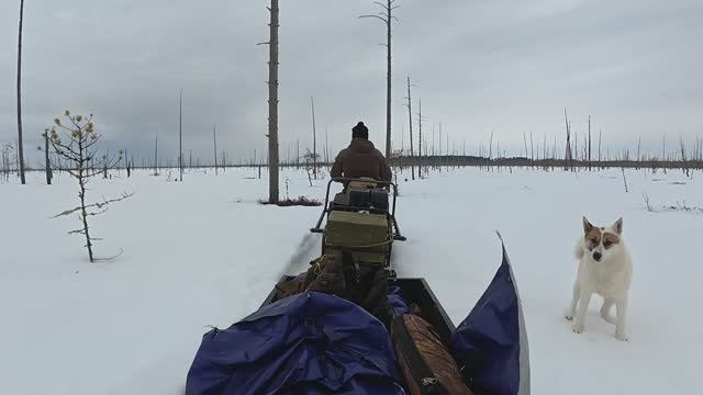 Подготовка к ГУСИНОЙ охоте. Мотобуксировщик весной