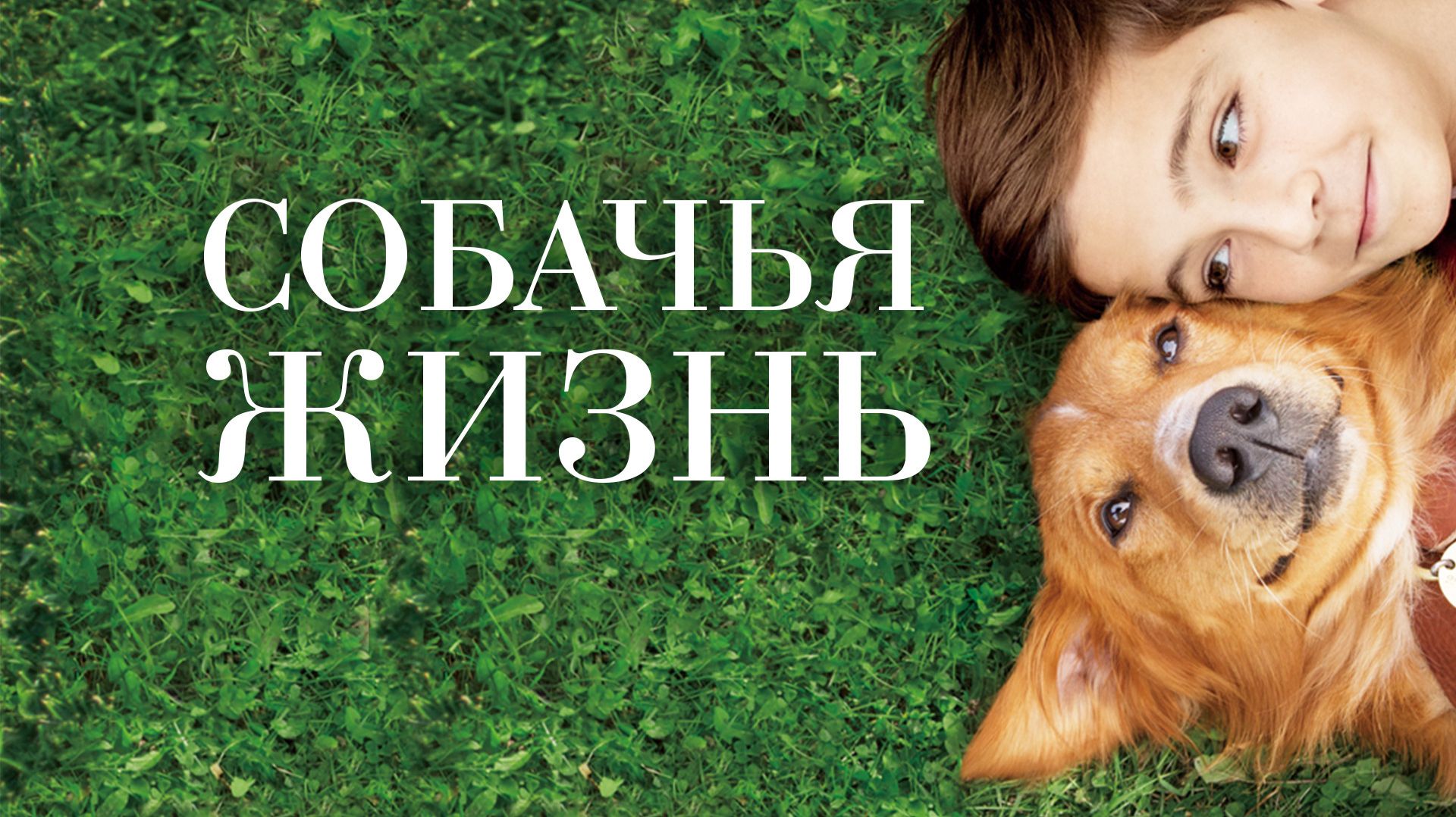 Собачья жизнь (фильм 2017) / A Dog's Purpose