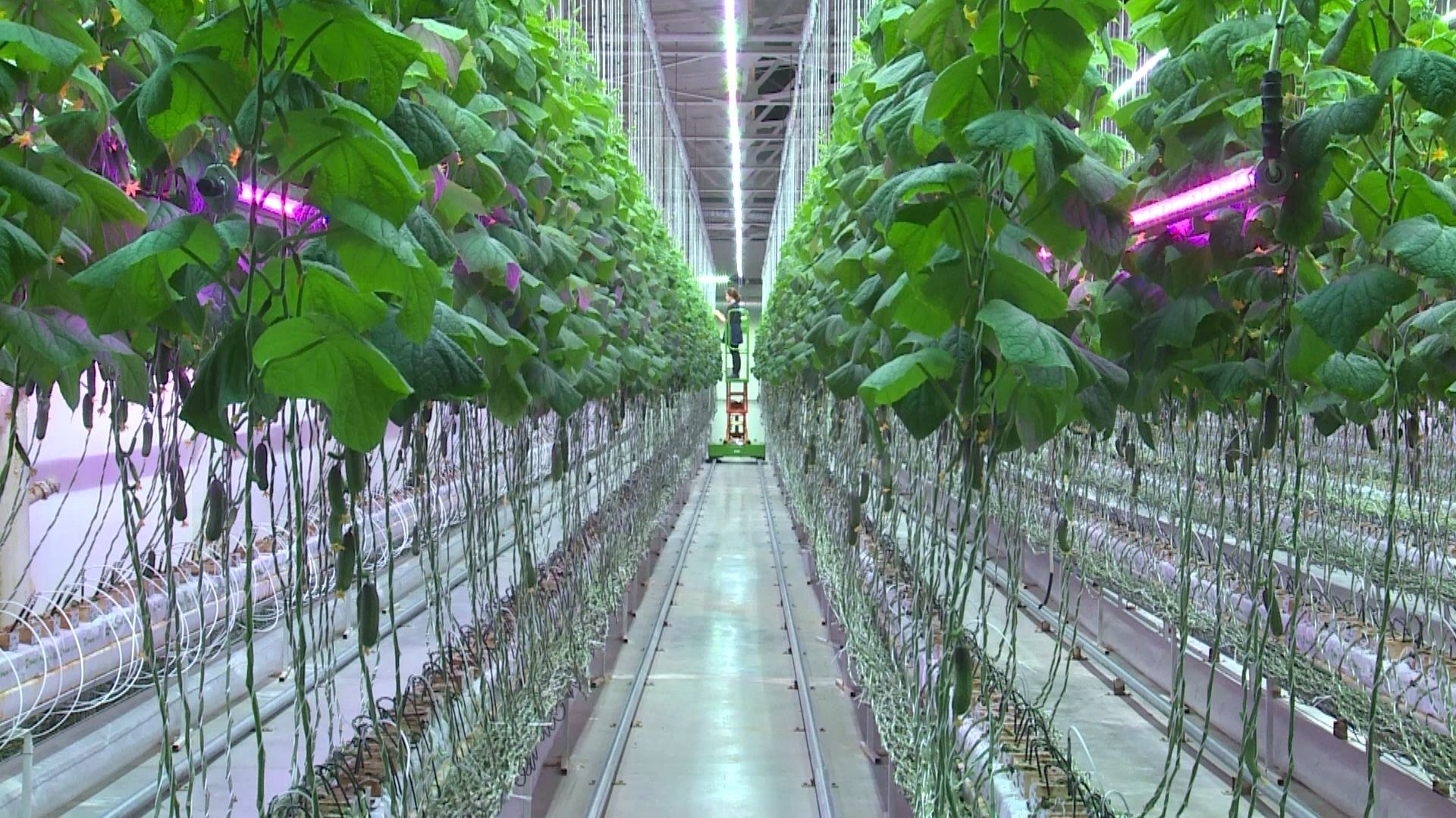 «Родина» для родины: растениеводство в Иванове набирает обороты