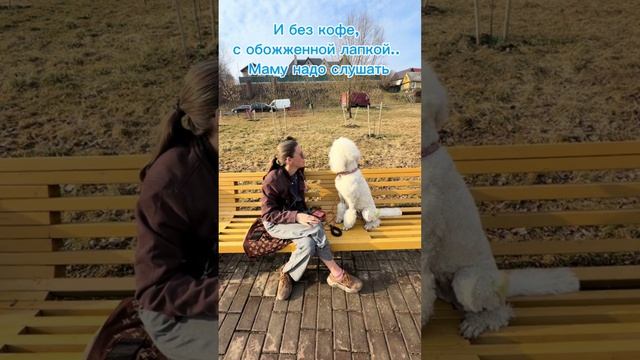разговорчивый пудель (продолжение)