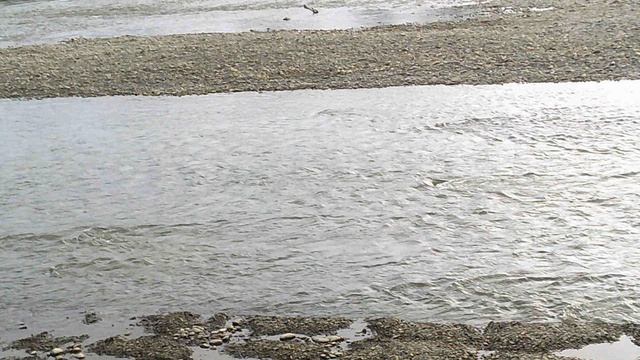 DSCF0003Набережная возле городского парка Река Кубань г.Невинномысск  апрель 2026