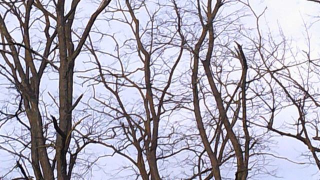 DSCF0004Набережная возле городского парка Река Кубань г.Невинномысск апрель 2026