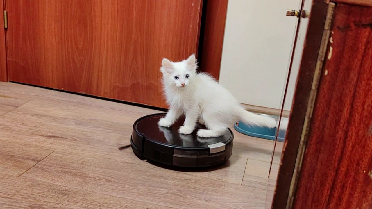 Котенок и робот-пылесос. Котенок Микки катается на пылесосе.