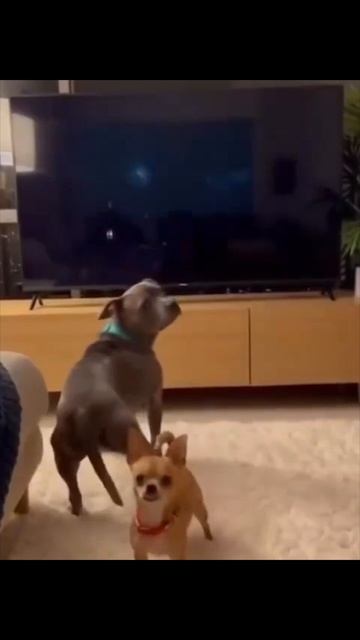 Скотина, включи опять!  #собачки #собачьяжизнь #собака #четвероногие #друзья #животные #dance #танец