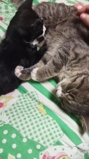 Котенок ищет у кота молоко)