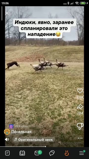 Индюки явно заранее спланировали это наподение 😂😂😂😂