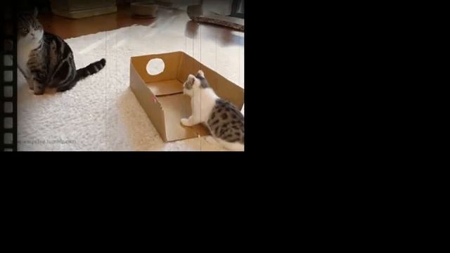 Английские фразы/Лёгкая лексика /Hunt