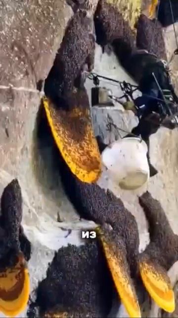 Самый дорогой в мире мед Зеленый