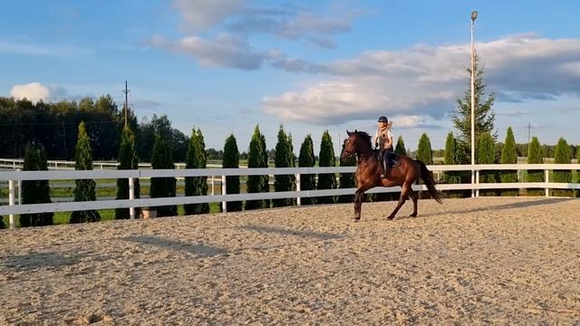 Довлатов Харт (Diamant de Semilly  Asti’s Amsterdam) (1)