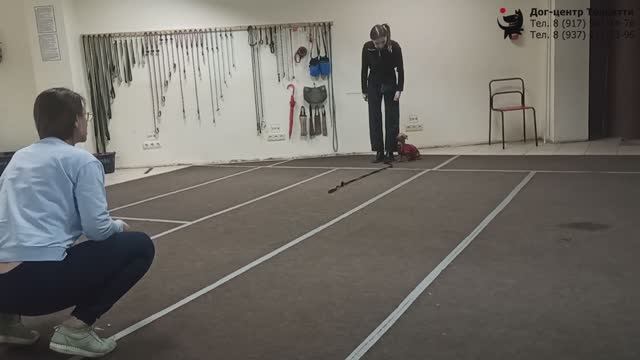 Такса Бусинка. Фрагмент индивидуального занятия по дрессировке: обучение собаки команде Ко мне.