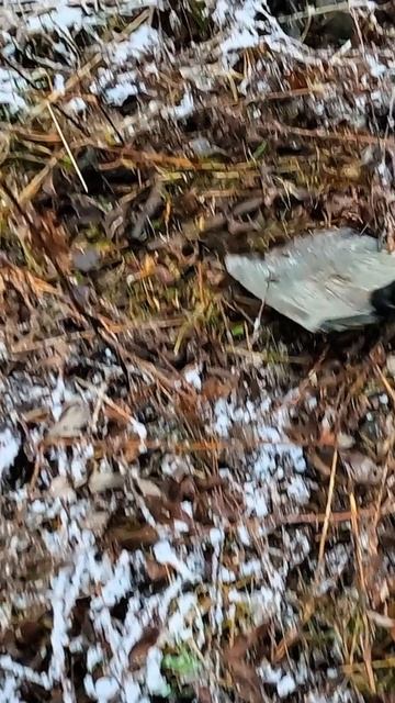 В поисках с металлоискателем