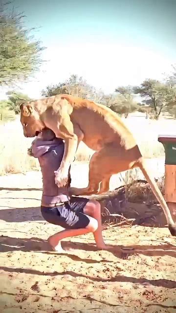 Встреча большого человека и большой кошки после долгой разлуки