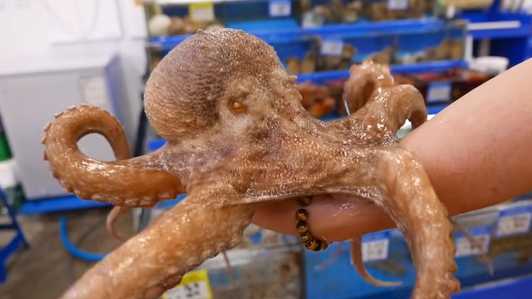 Уличная еда Сеула. Живой осьминог.